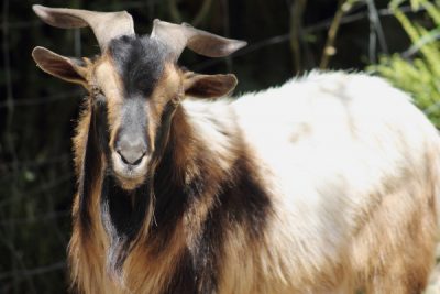 Arapawa Goat - Breed Profile - Goat Journal